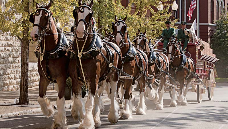 Local man wins visit from Clydesdales - Daily Leader | Daily Leader