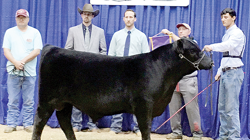 Enterprise senior earns first place Grand Angus award at National ...