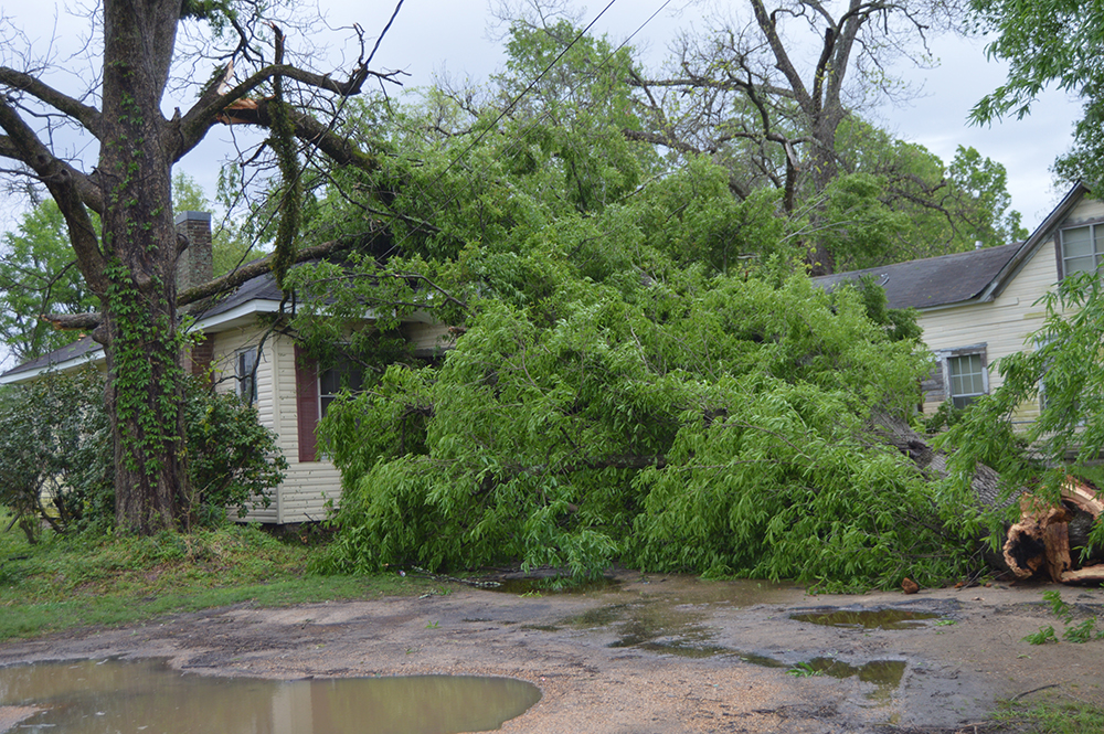 Tree hits East Congress Street home (with video) | Daily Leader