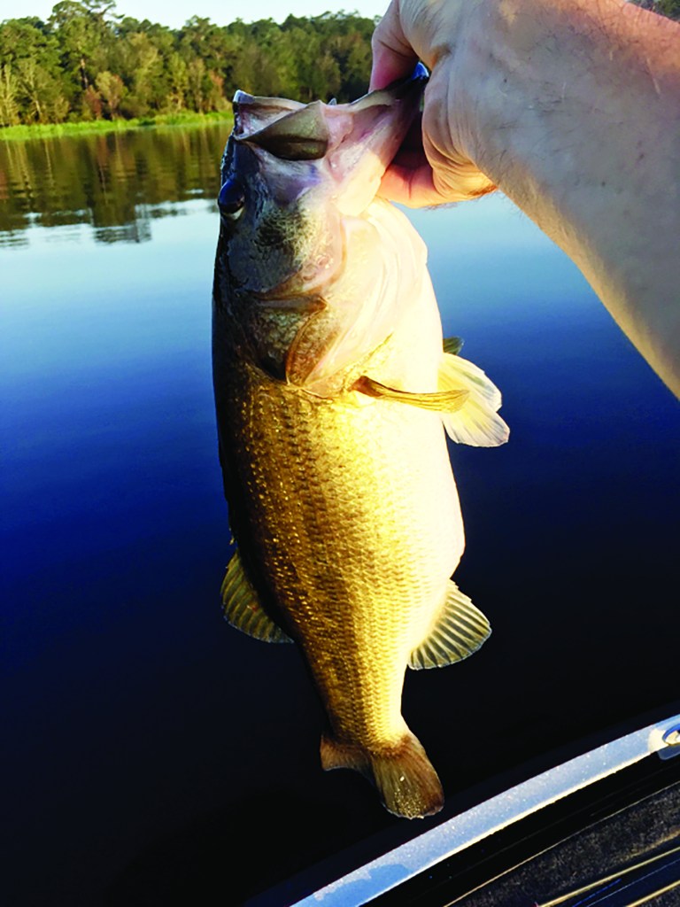 Largemouths, bream are biting in lakes nearby - Daily Leader | Daily Leader