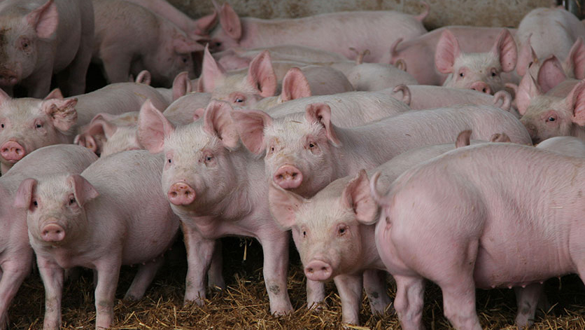 Hog producers have new requirements for Spot Market pandemic program ...