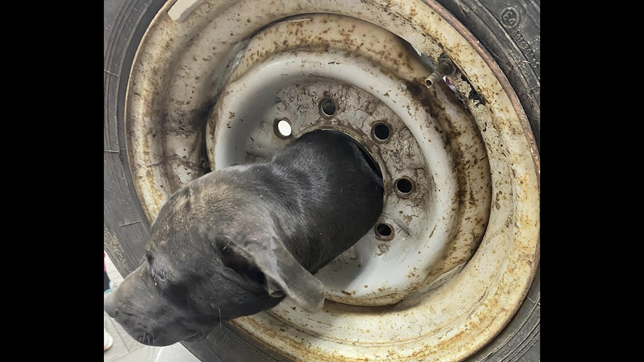 See a need, fill a need: Brookhaven vet frees dog from tire rim | Daily ...