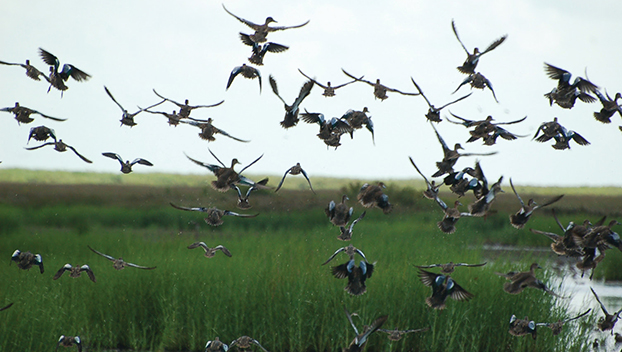 USFWS releases 2024 Waterfowl Breeding Population Survey | Daily Leader