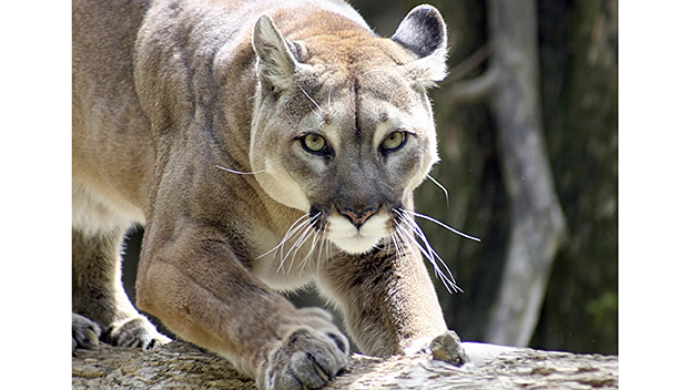Commission approves final rule prohibiting the transfer of big cats ...