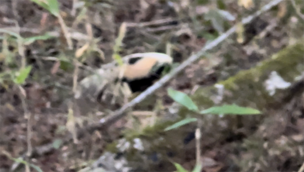 Watch: White pole cat wanders along Bayou Pierre | Daily Leader
