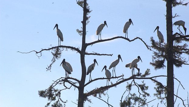 Wood Storks make recovery from near extinction, up for delisting by ...