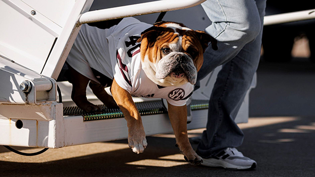 Former MSU mascot Bully XXI, ‘Jak,’ dies | Daily Leader