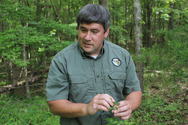 Look for native deer forages this month | Daily Leader