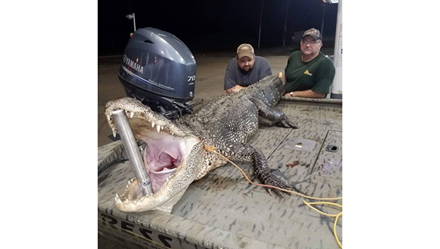 Reptilian pursuits: Mississippi’s Alligator hunting applications open ...