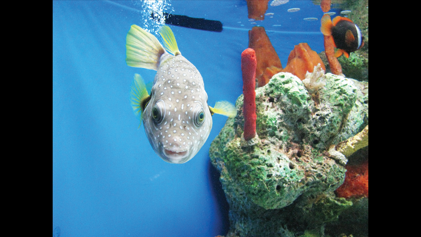 Go fish! | Daily Leader