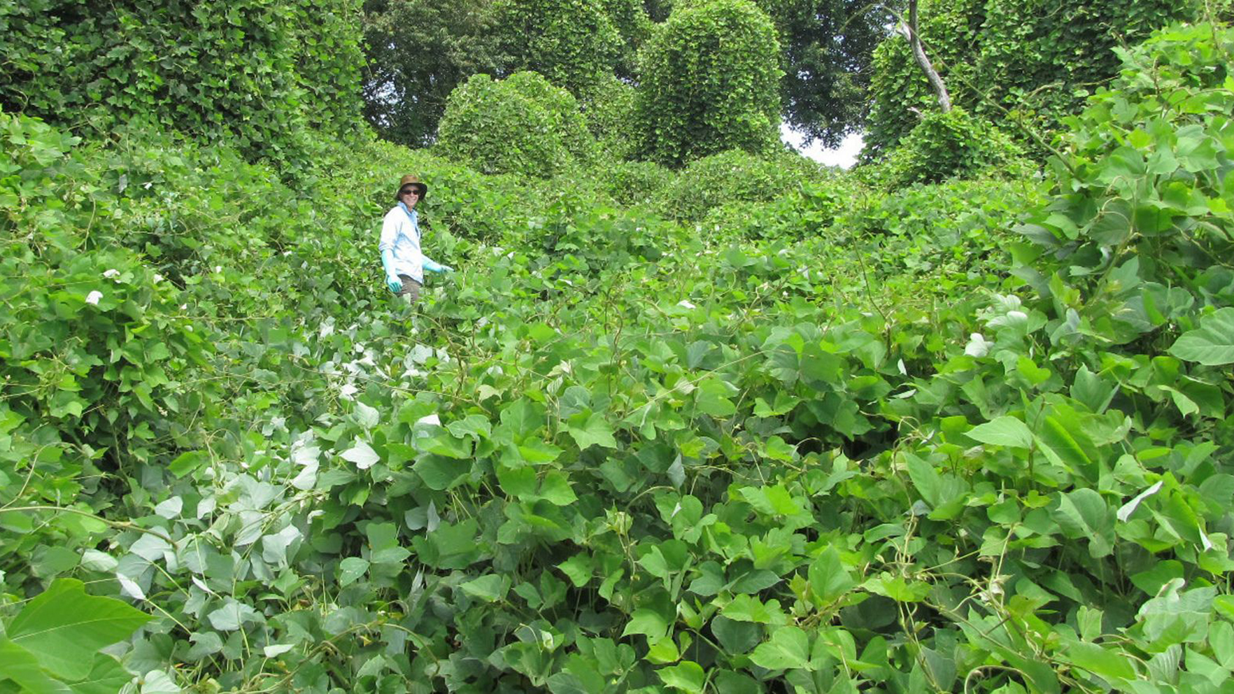 Of kudzu and sin | Daily Leader