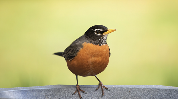 Meet the bird of the month, the American Robin | Daily Leader