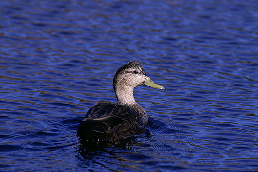 A new electronic age of duck stamps | Daily Leader