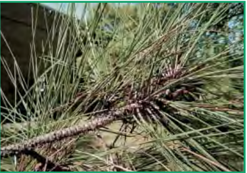 Canopy Tour: Slash pine one of many native evergreens | Daily Leader