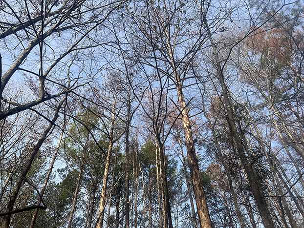 Standing dead trees a concern following drought | Daily Leader