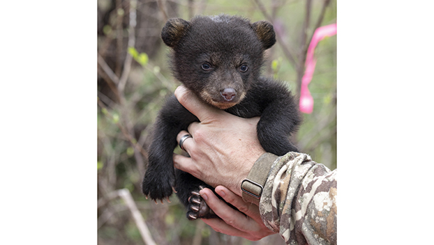 Mississippi black bear program rescues abandoned cub | Daily Leader