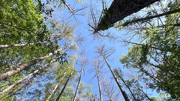 Pine Beetle outbreak: Emergency Forest Restoration Program approved for ...