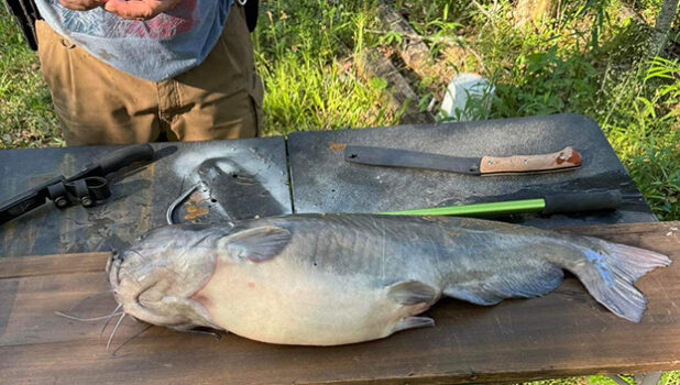 Record catfish caught at Lake Mary Crawford - Daily Leader | Daily Leader