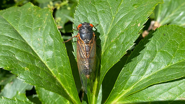 Photos wanted for Mississippi State’s ‘Bug fest,’ competition | Daily ...