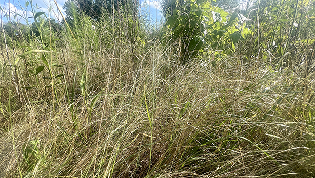 Working for wildlife: Exterminating bad grasses - Daily Leader | Daily ...