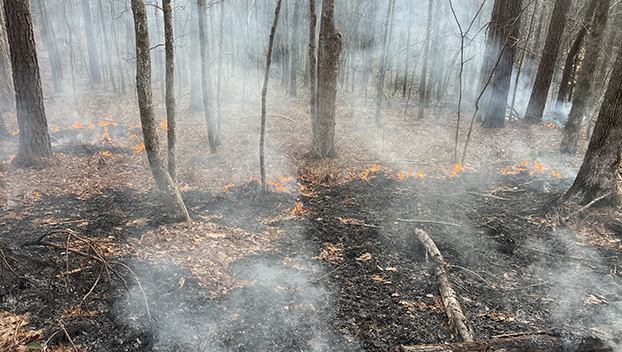 Prescribed fires underway on National Forest | Daily Leader