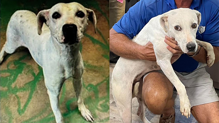 Miss still missing: BARL continues search for adopted dog | Daily Leader