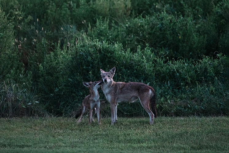 MSU scientist partnering on $2.1M grant to revive red wolf legacy ...